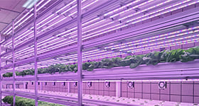 Parsys Array - Led Grow Light For Vertical Farming